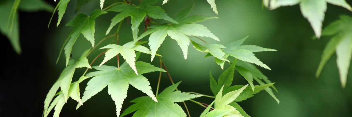 Practitioners - The Evergreen Center for Integrative Medicine